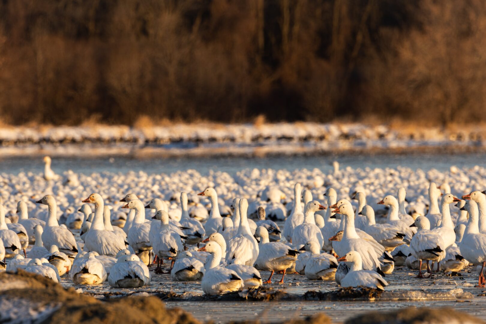Baie‑du‑Febvre : Le retour des oies blanches, un spectacle naturel à ne ...